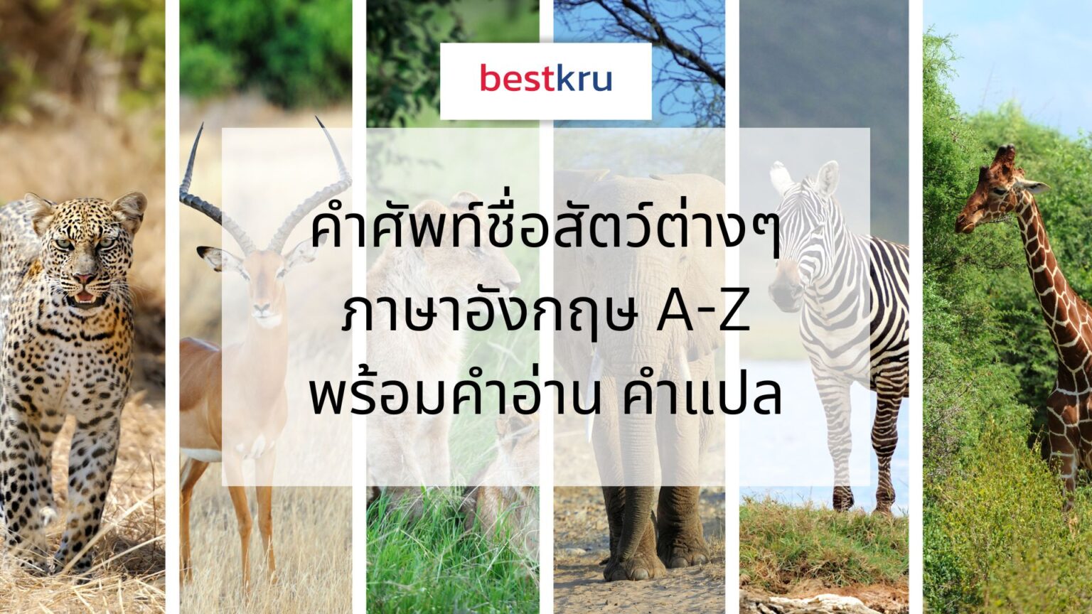 คำศัพท์ผักภาษาอังกฤษมีอะไรบ้าง Vegetable รูปภาพผักพร้อมคำอ่าน – BestKru